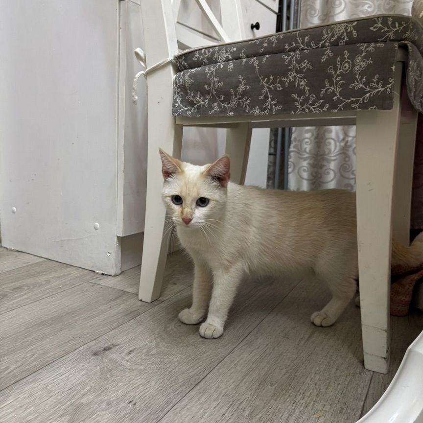 Коша в добрые руки