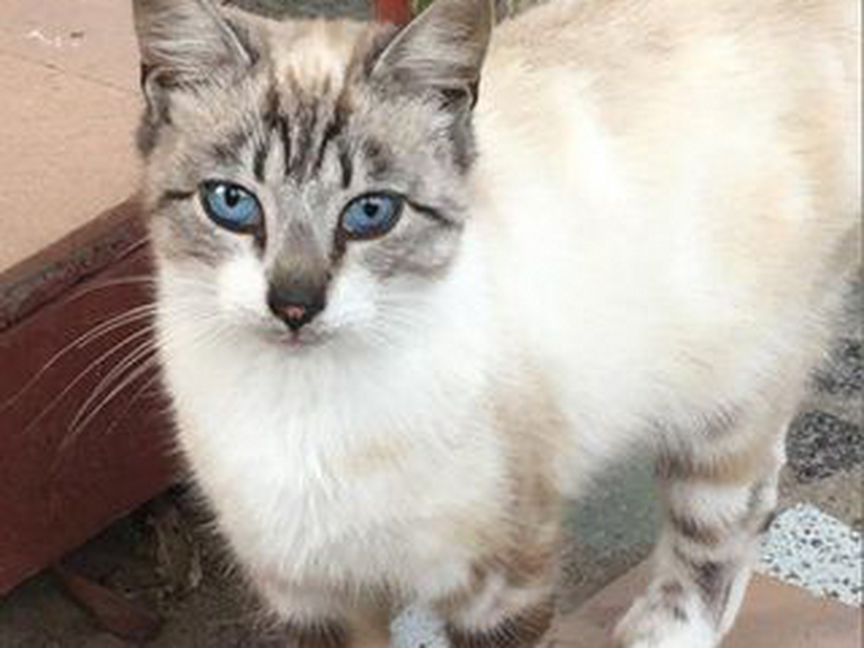 Ласковый котик, похоже, помесь с сиамским