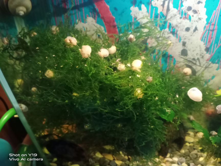 Улитки ампулярии жемчужные