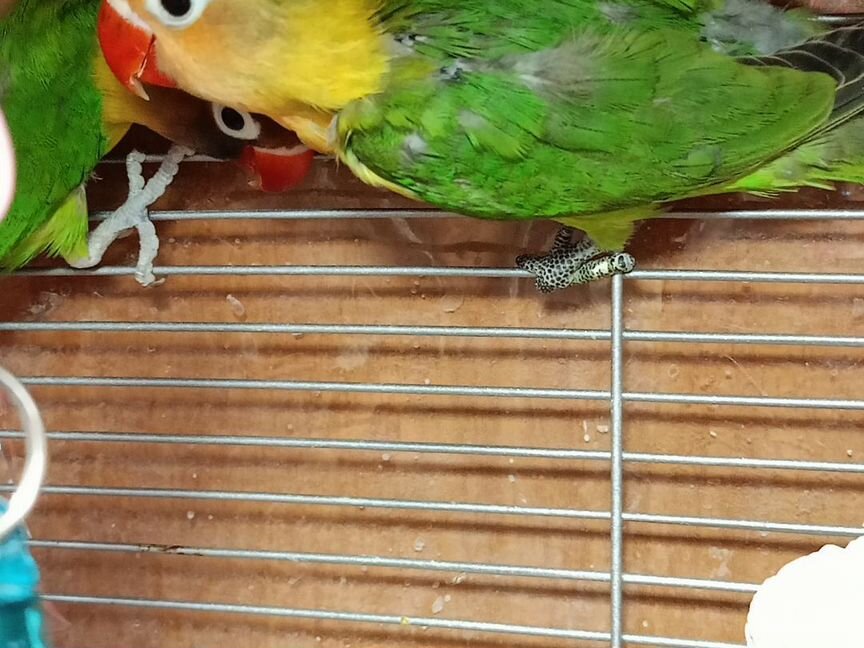 Попугай Неразлучник