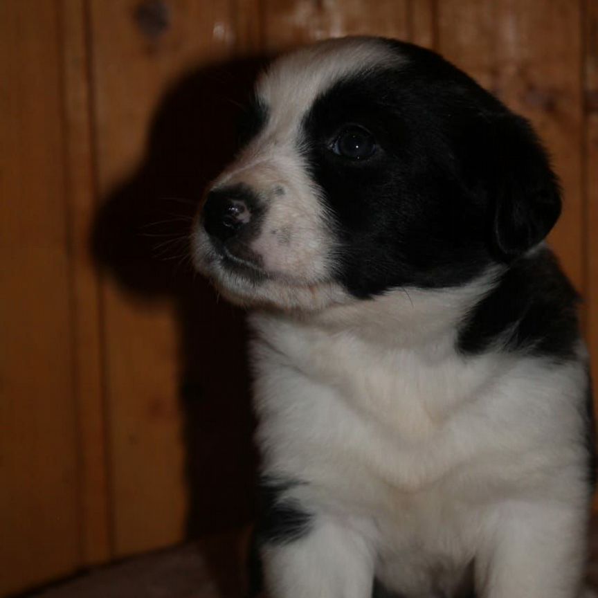 Малыш щеночек в добрые ручки