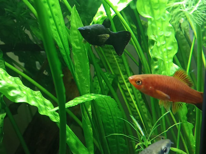 Криптокарина апаногетонолистная