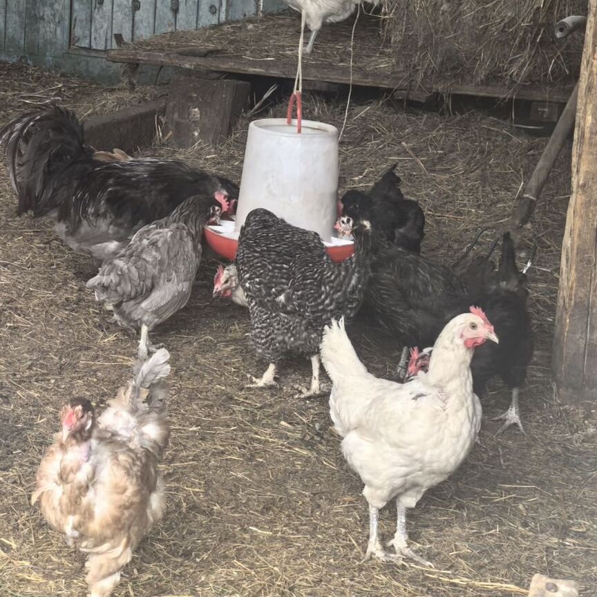 Продам курей несушек