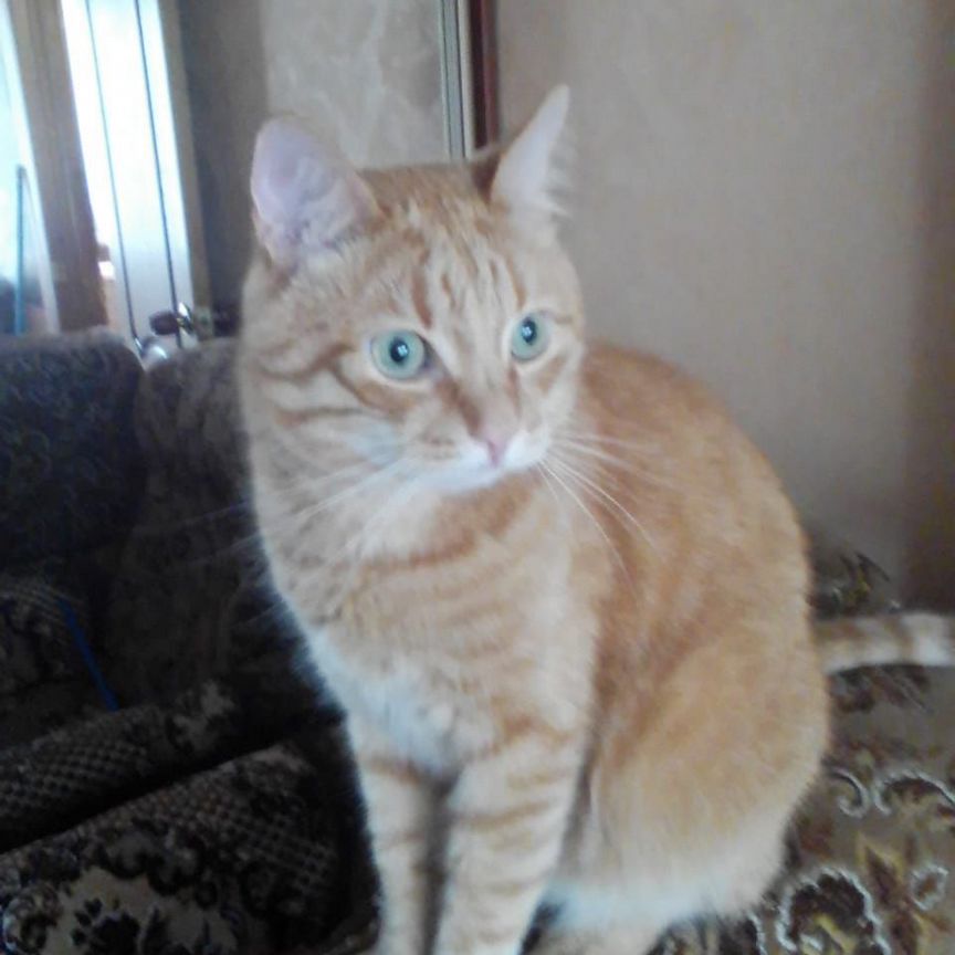Рыжий котик бесплатно