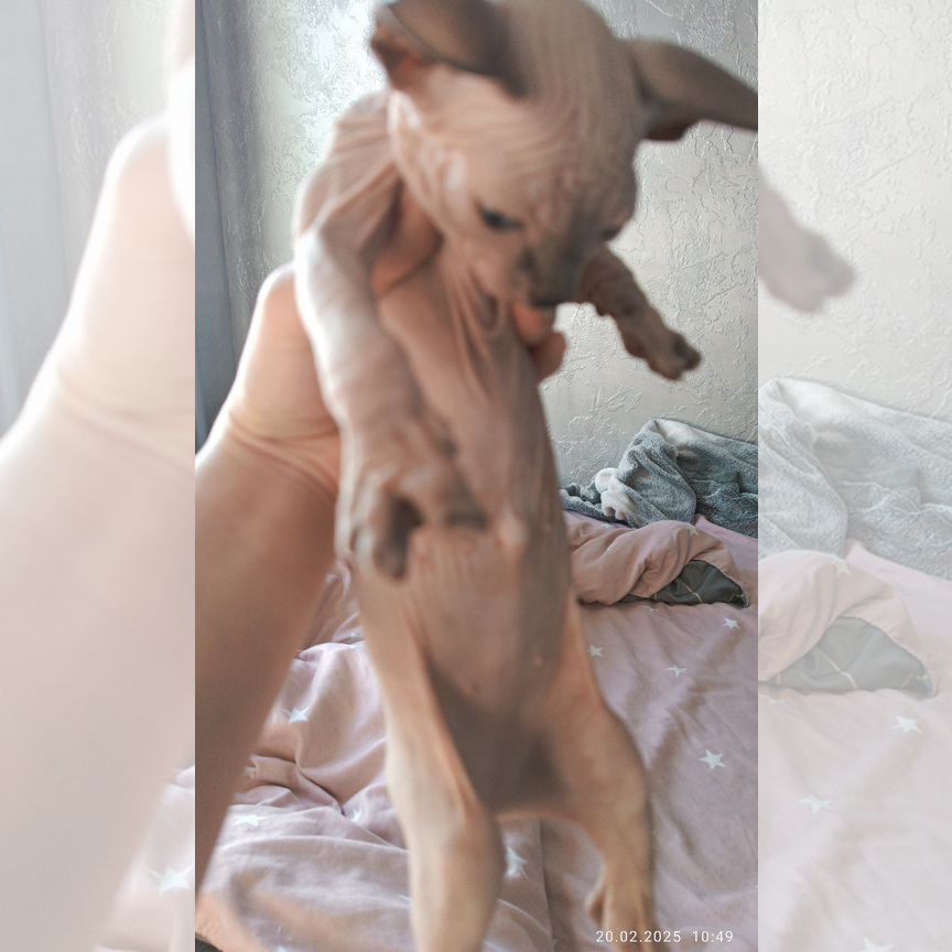 Канадский сфинкс котенок бесплатно