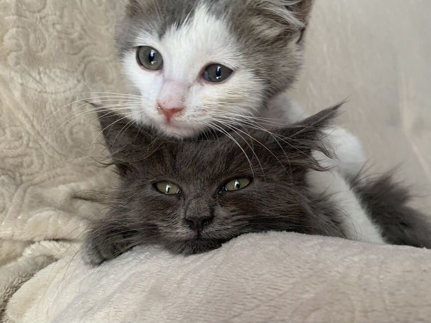 Котята в дар