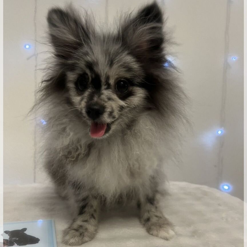 Немецкий шпиц, щенок