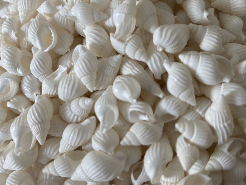 Ракушки морские мелкие из Кипра