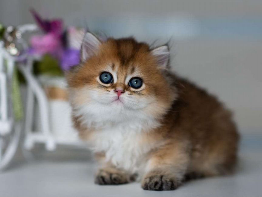 Очаровательный британский котик