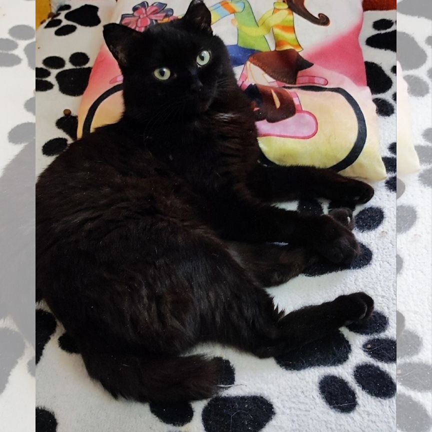 Котик