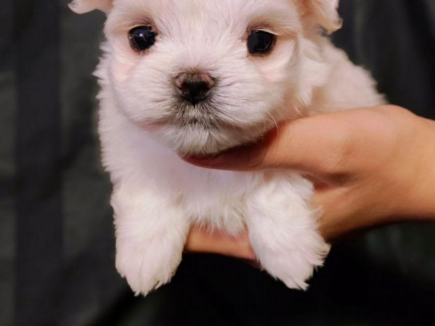 Мальтезе белоснежные комочки