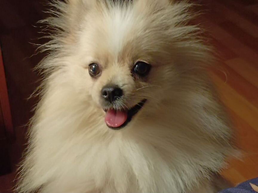 Померанский шпиц