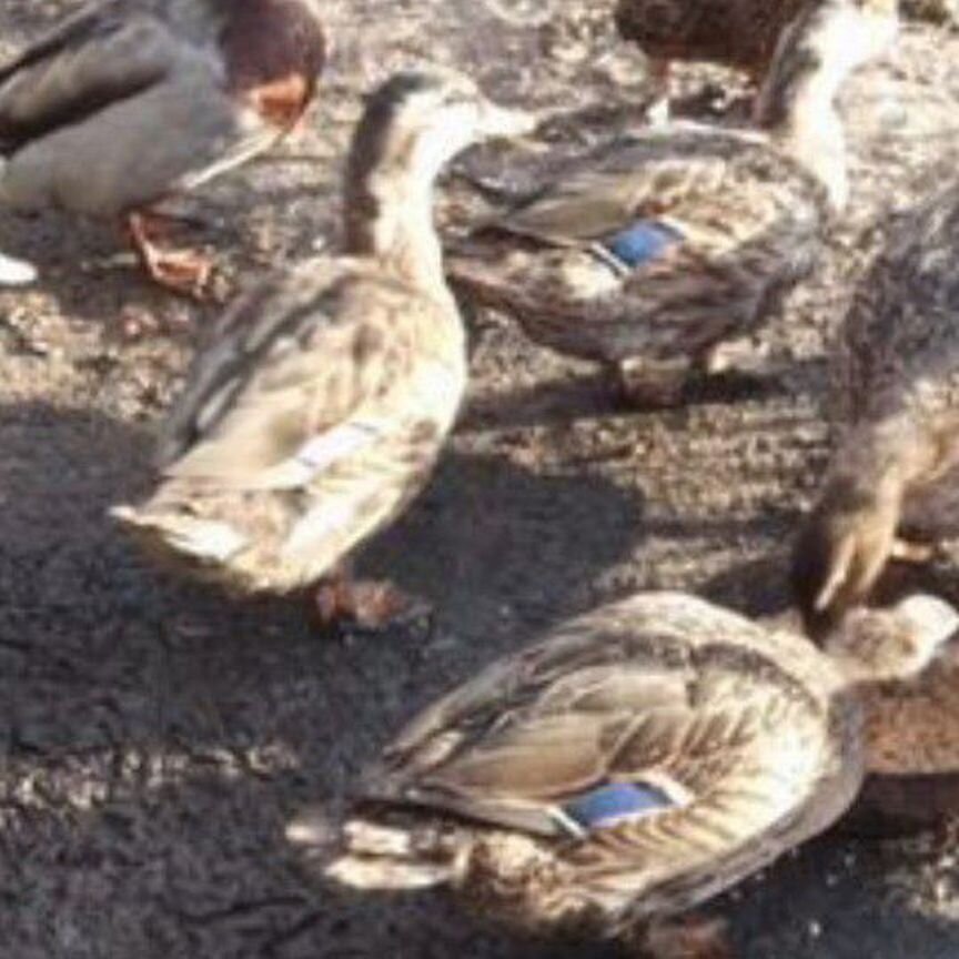 Подсадные утки