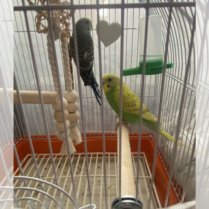 Волнистые попугаи (мальчик и девочка) с клеткой