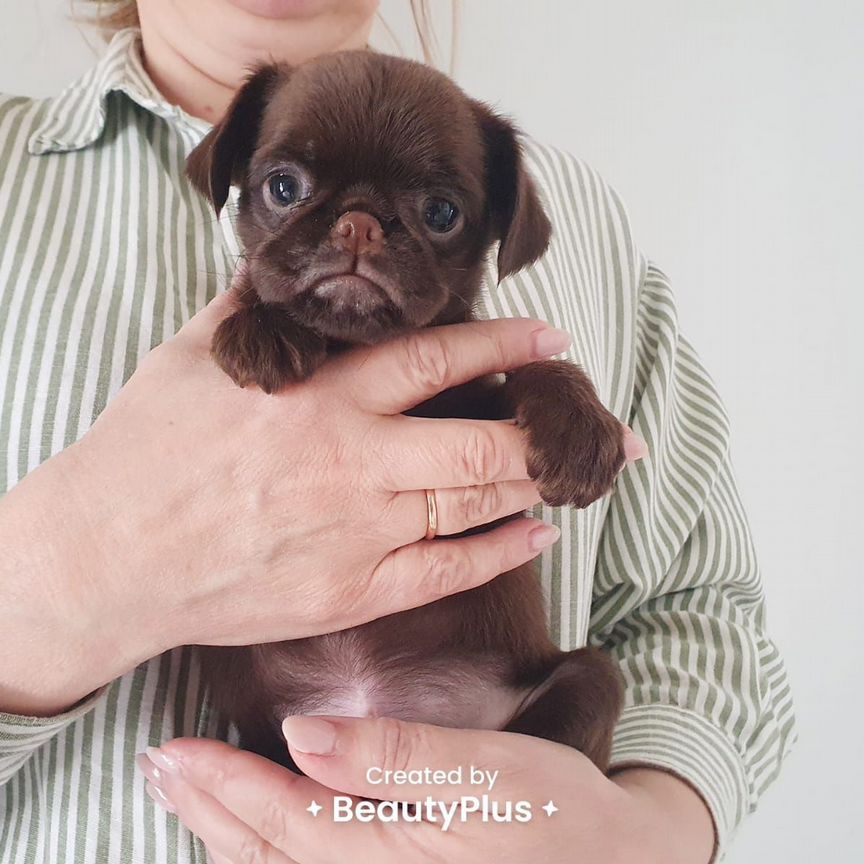 Щенки пти брабансона