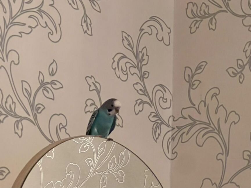 Волнистый попугай с клеткой