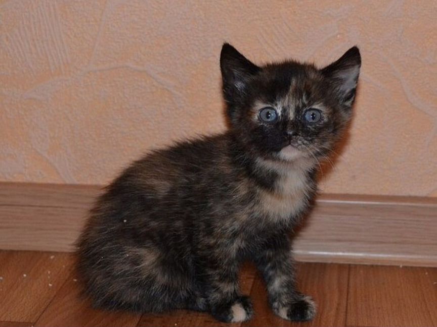 Котёнок