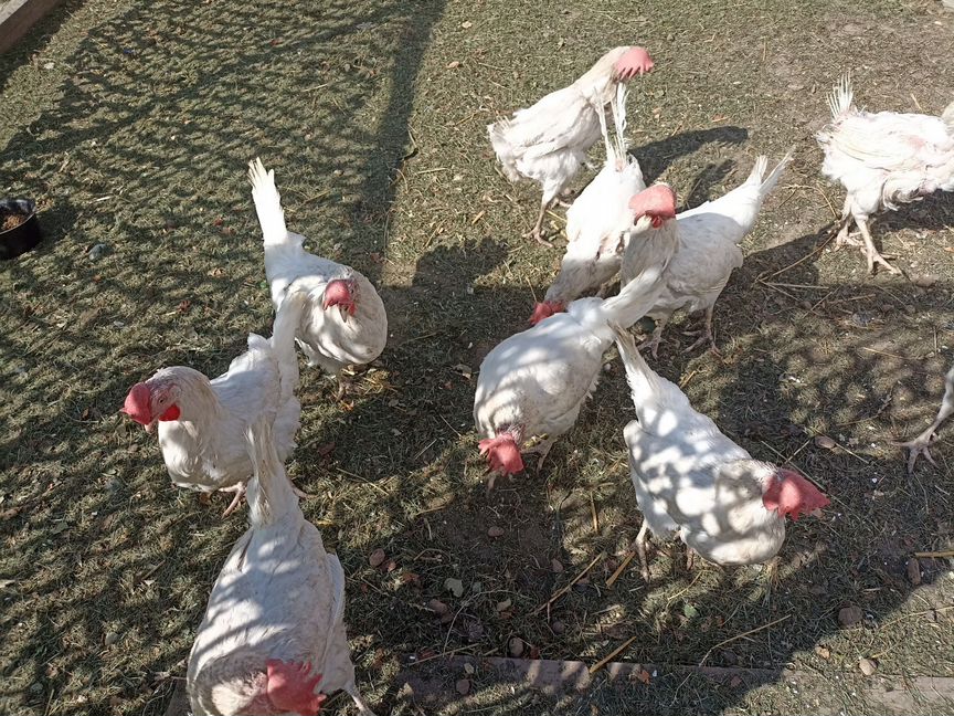 Отдам куриц