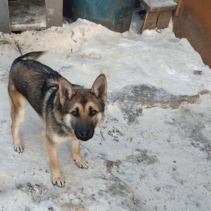 Отдам пса в добрые руки