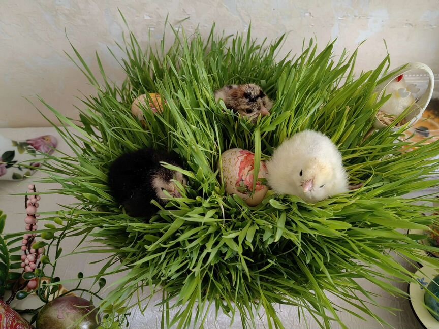 Цыплята-несушки, помесь кучинские, рус.хохлатые