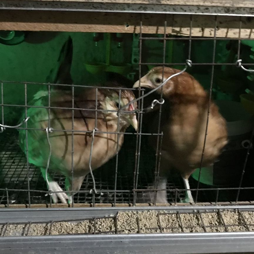 Продам 2 курочек Бентамки