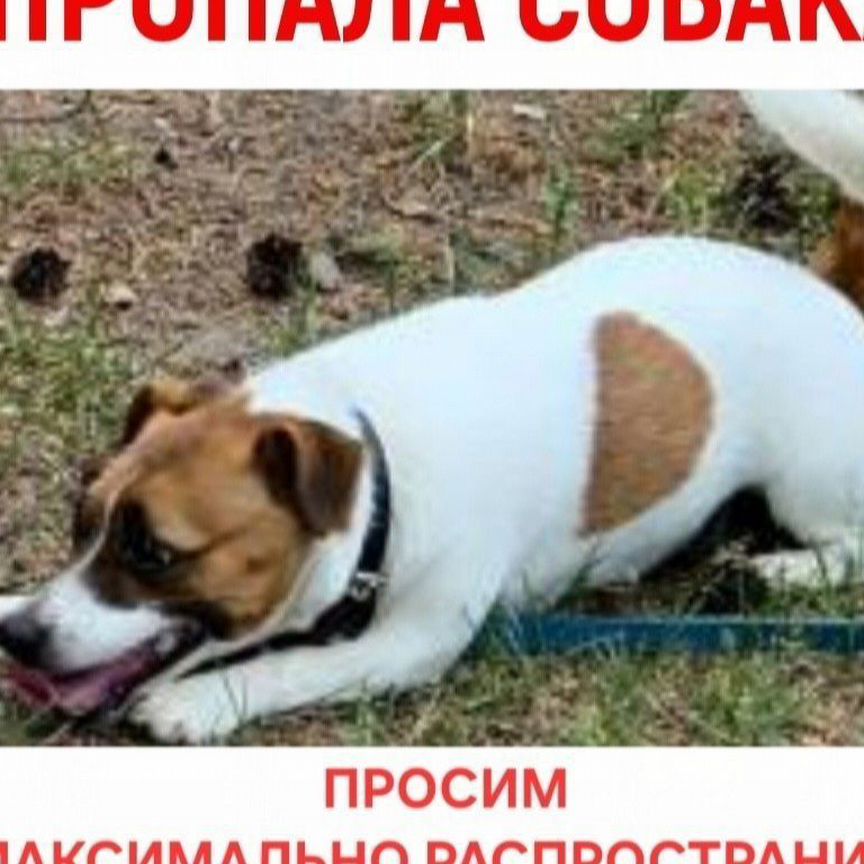 Джек рассел терьер