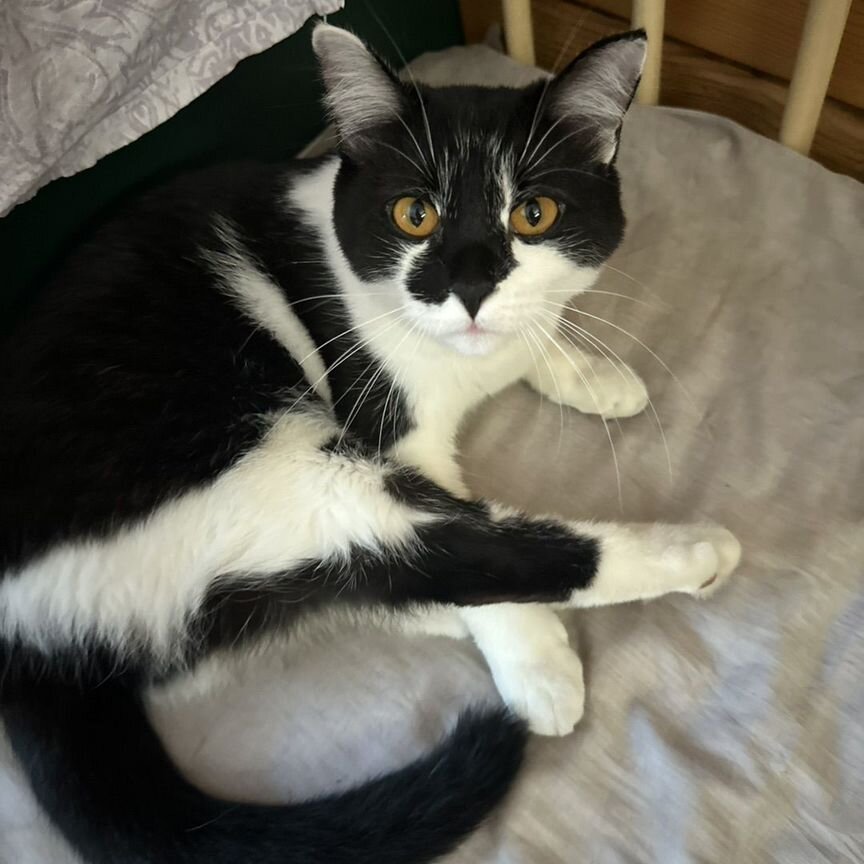 Взрослая кошка в добрые руки