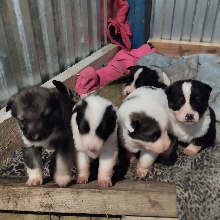 Отдам в добрые руки