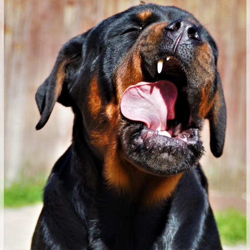 Ротвейлер, взрослая собака