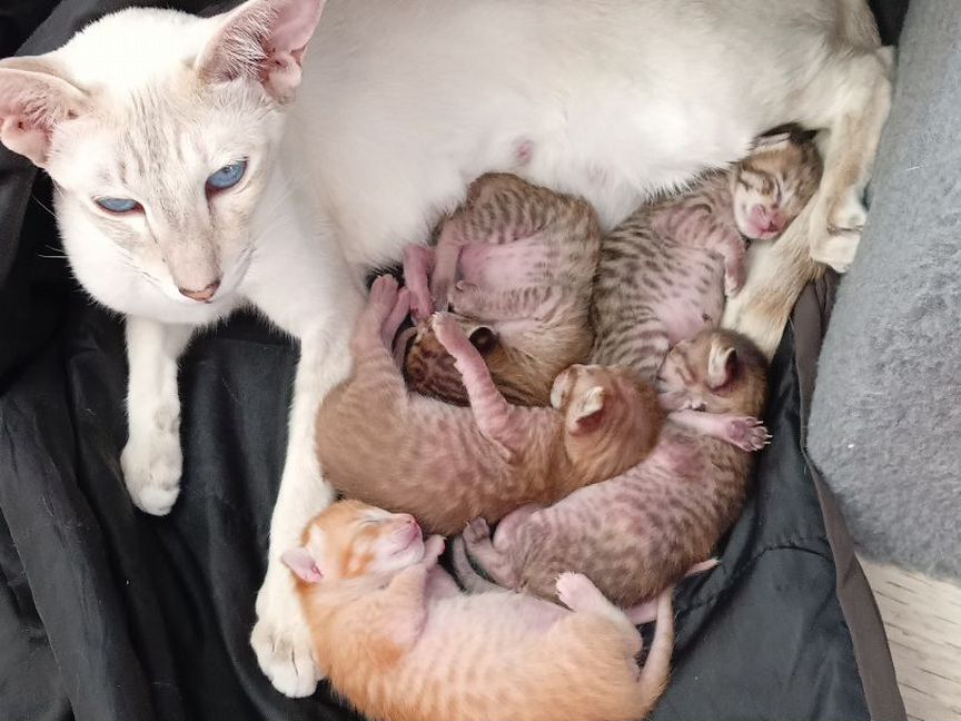 Ориентальные котята