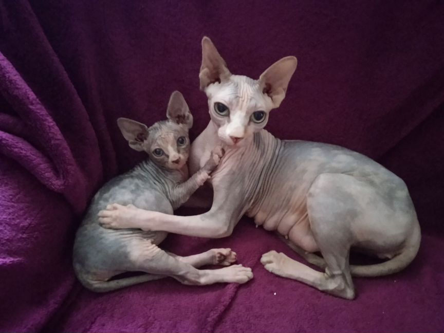 Канадский сфинкс