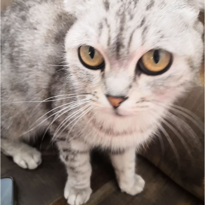 Отдам в добрые руки котёнка
