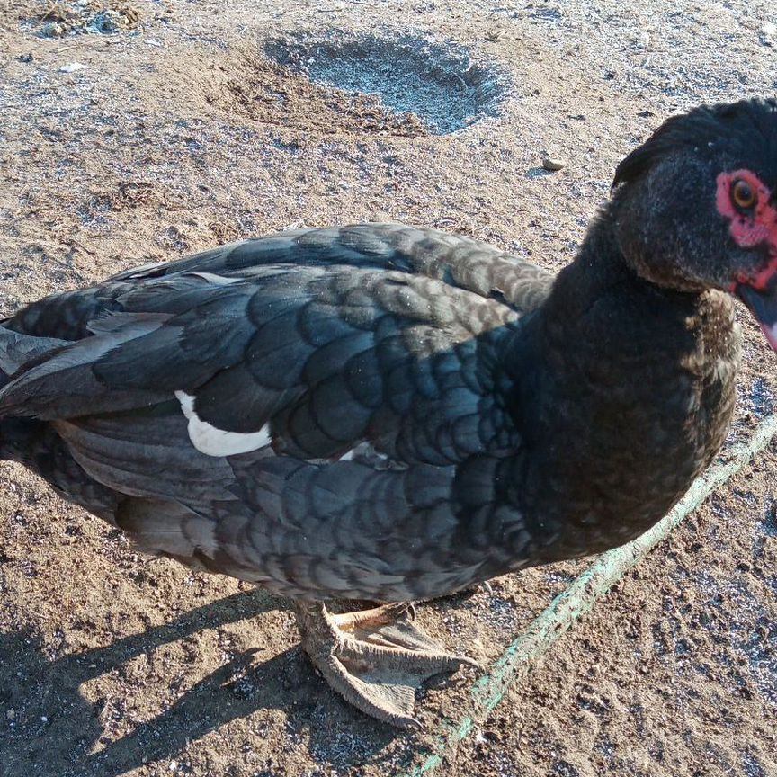 Индоутки на племя