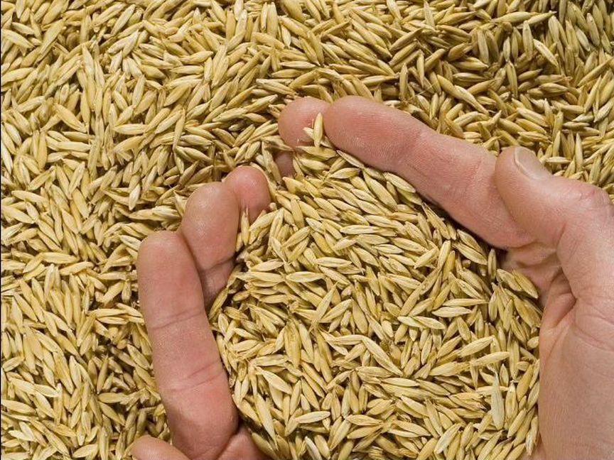 Семечко, Фуражный горох корма