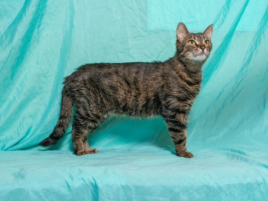 Кошка Ева прошла через ад и выжила