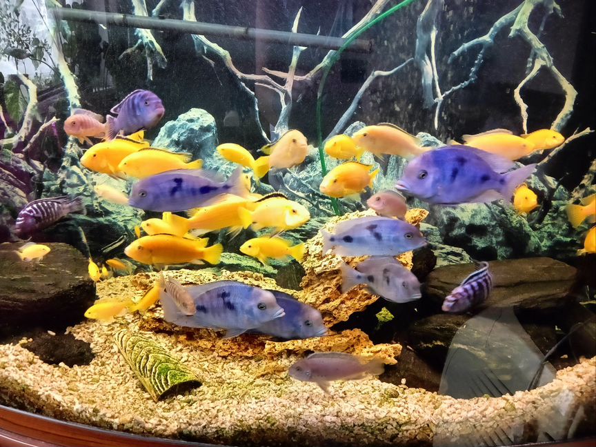 Цихлиды елоу