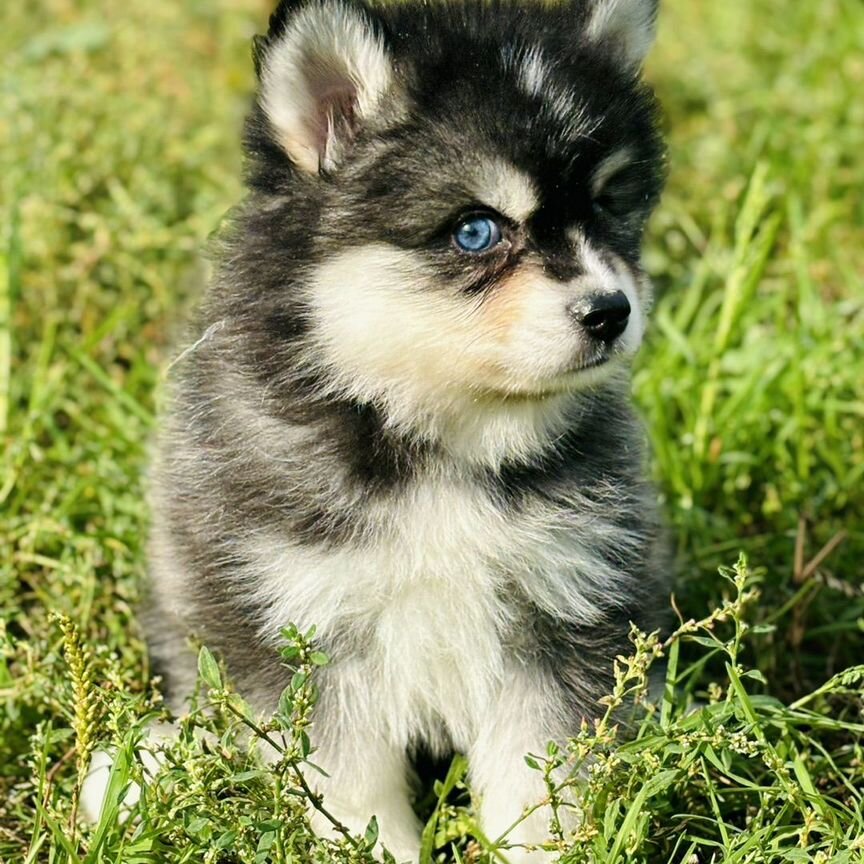 Щенки Помски