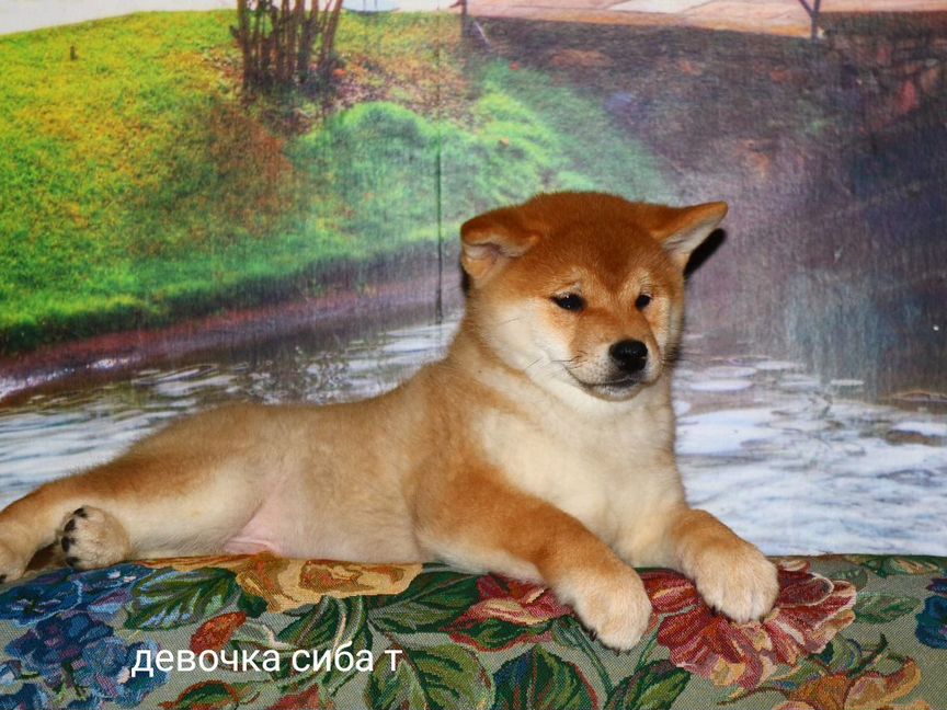 Щенок сиба ину девочка