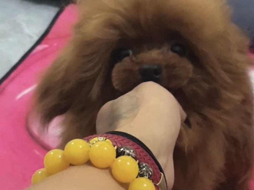 Тикап тедди пудель китай Мальчик