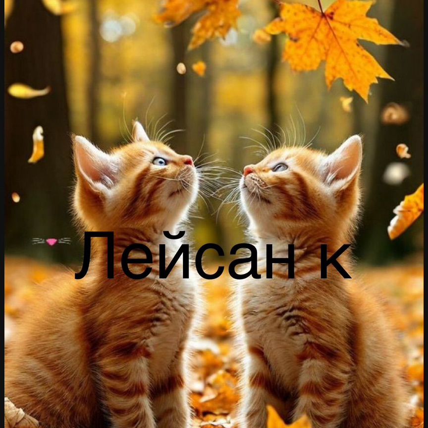 Одежда для котика