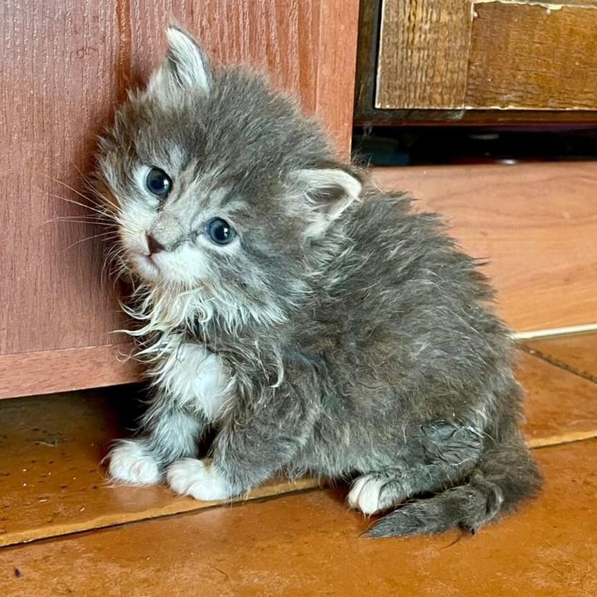Коиенок 1мес