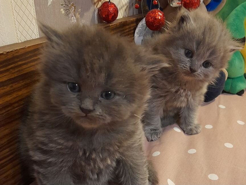 Кошки