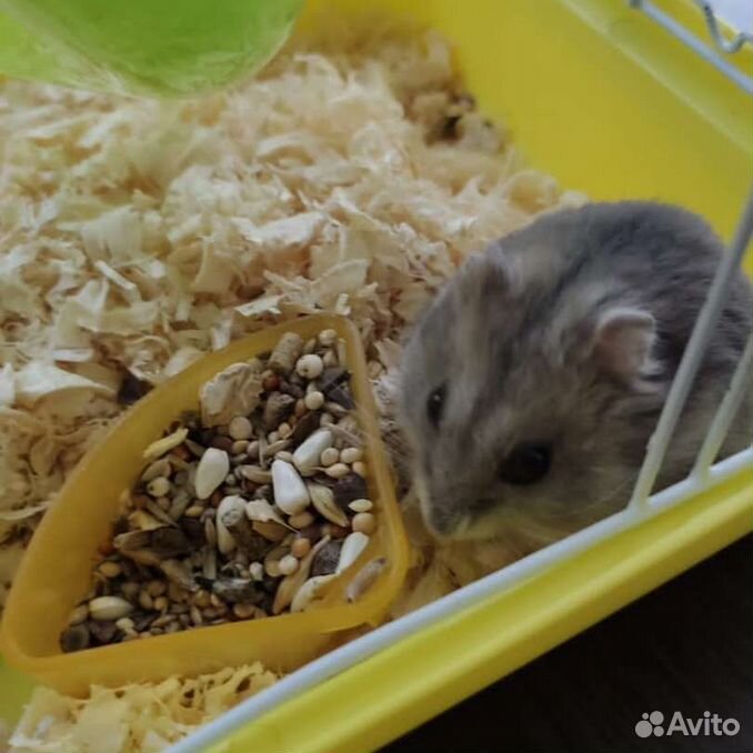 Джунгарский хомяк мальчик