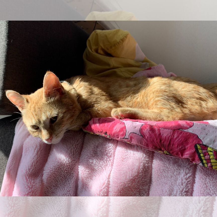 Отдам котика в добрые руки