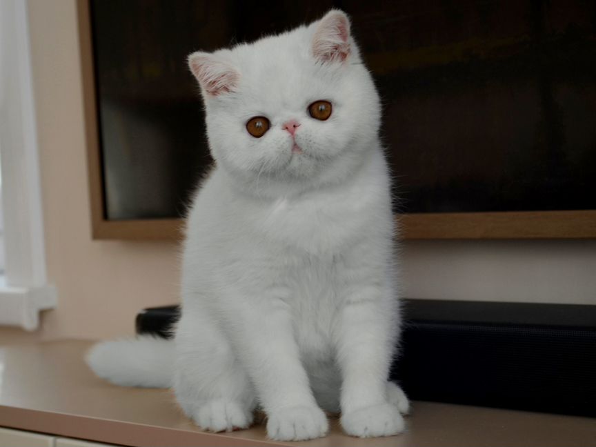 Малышка Ладушка