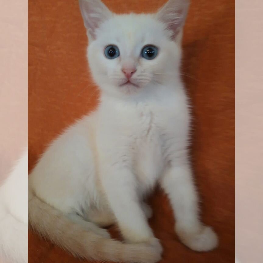 Нежный котенок для заботливых хозяев