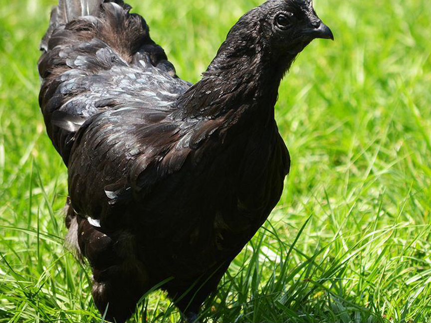 Куры несушки породы Ухейилюй