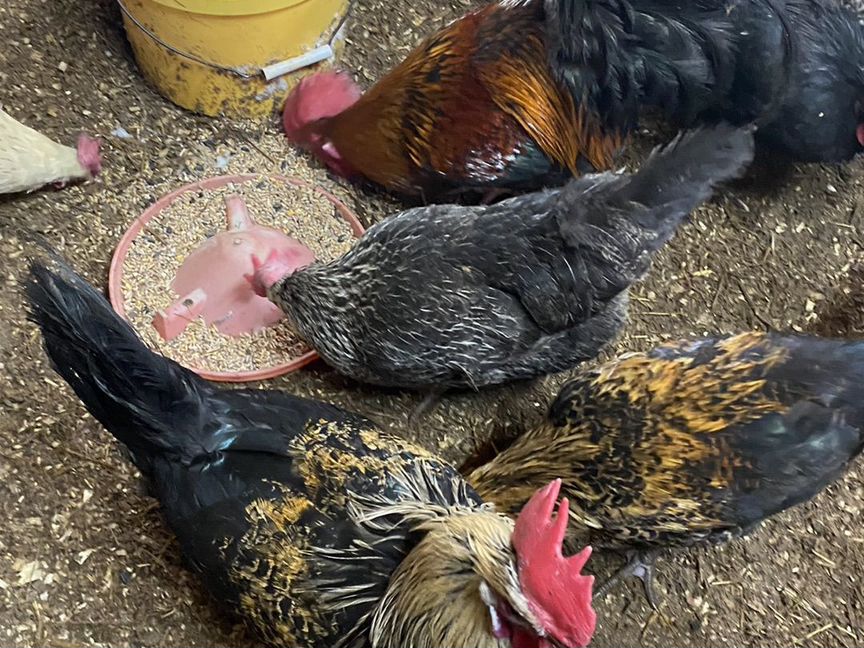 Молодые петухи