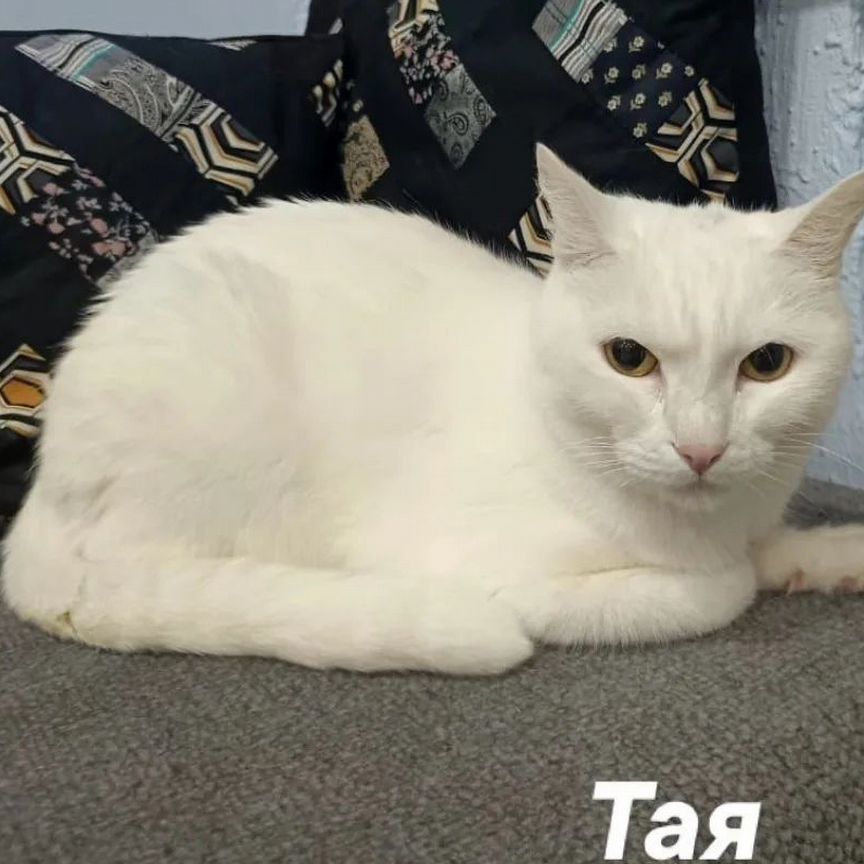 Взрослая, кошка в добрые руки