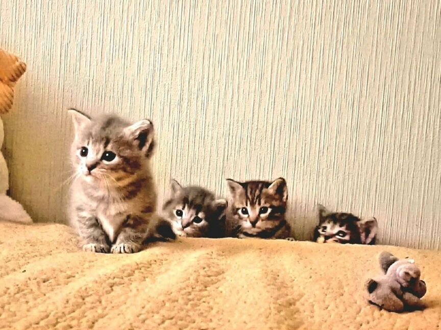 Котята в самые хорошие руки